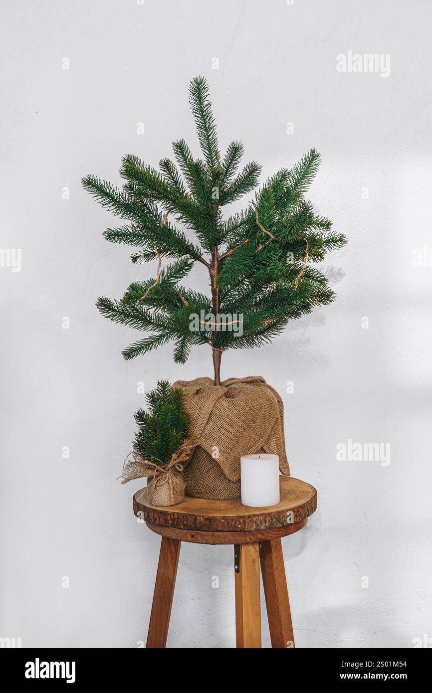 Small potted pine tree wrapped in burlap on wooden stool on white ...