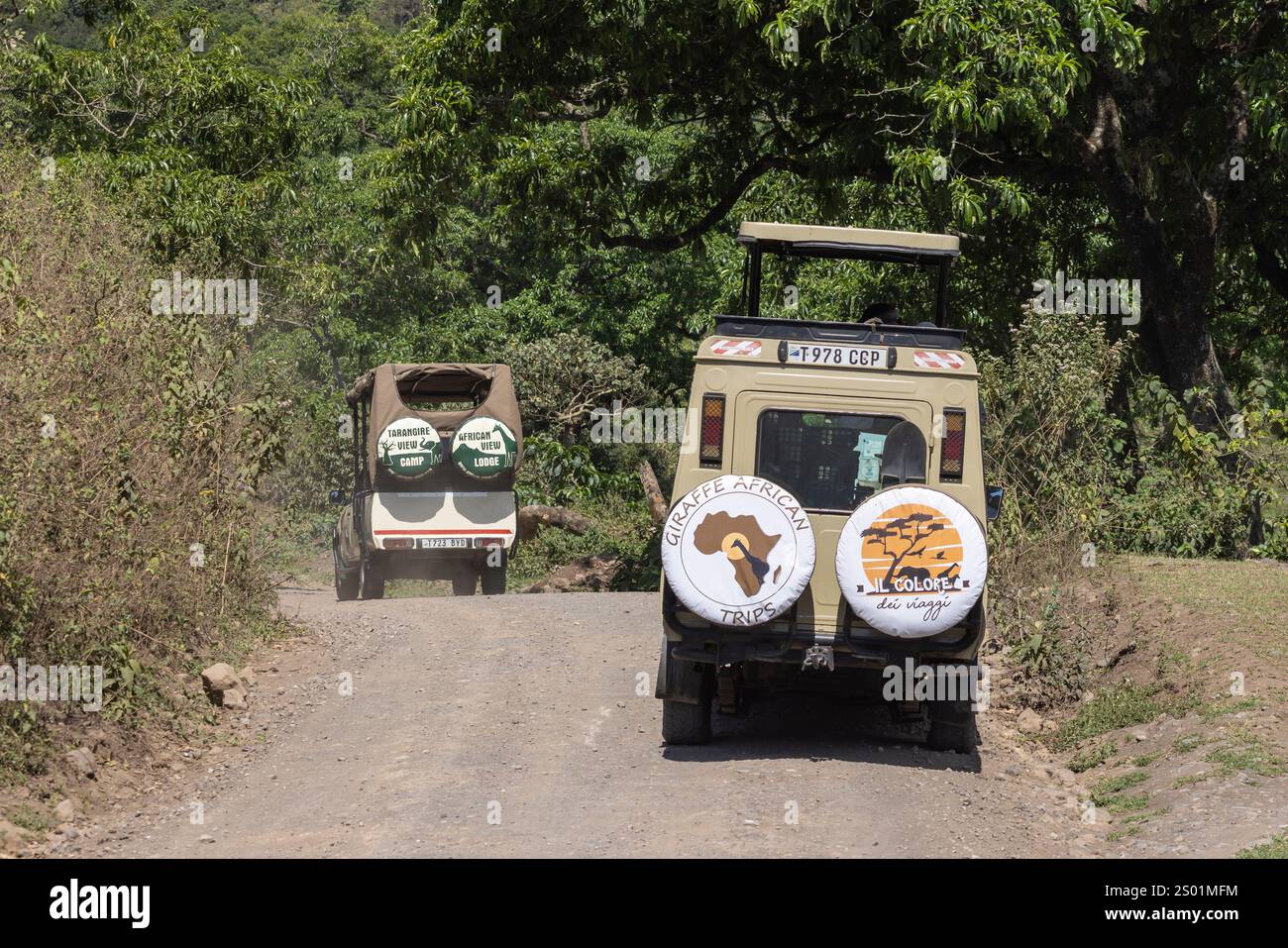 Two Safari cars driving through the forest of Arusha National Park in ...