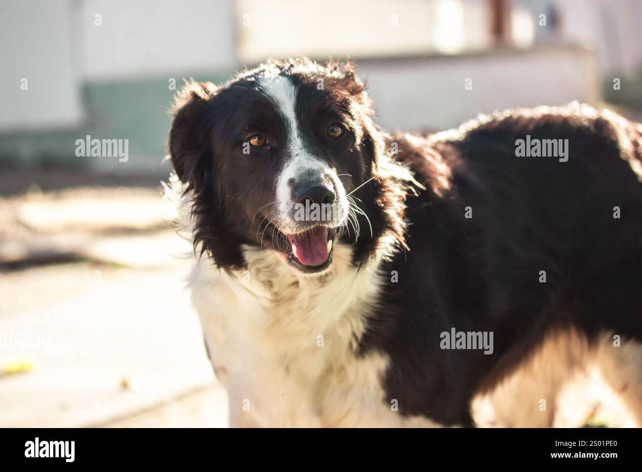 Portrait of cute young black and white smiled Australian Shepherd dog ...