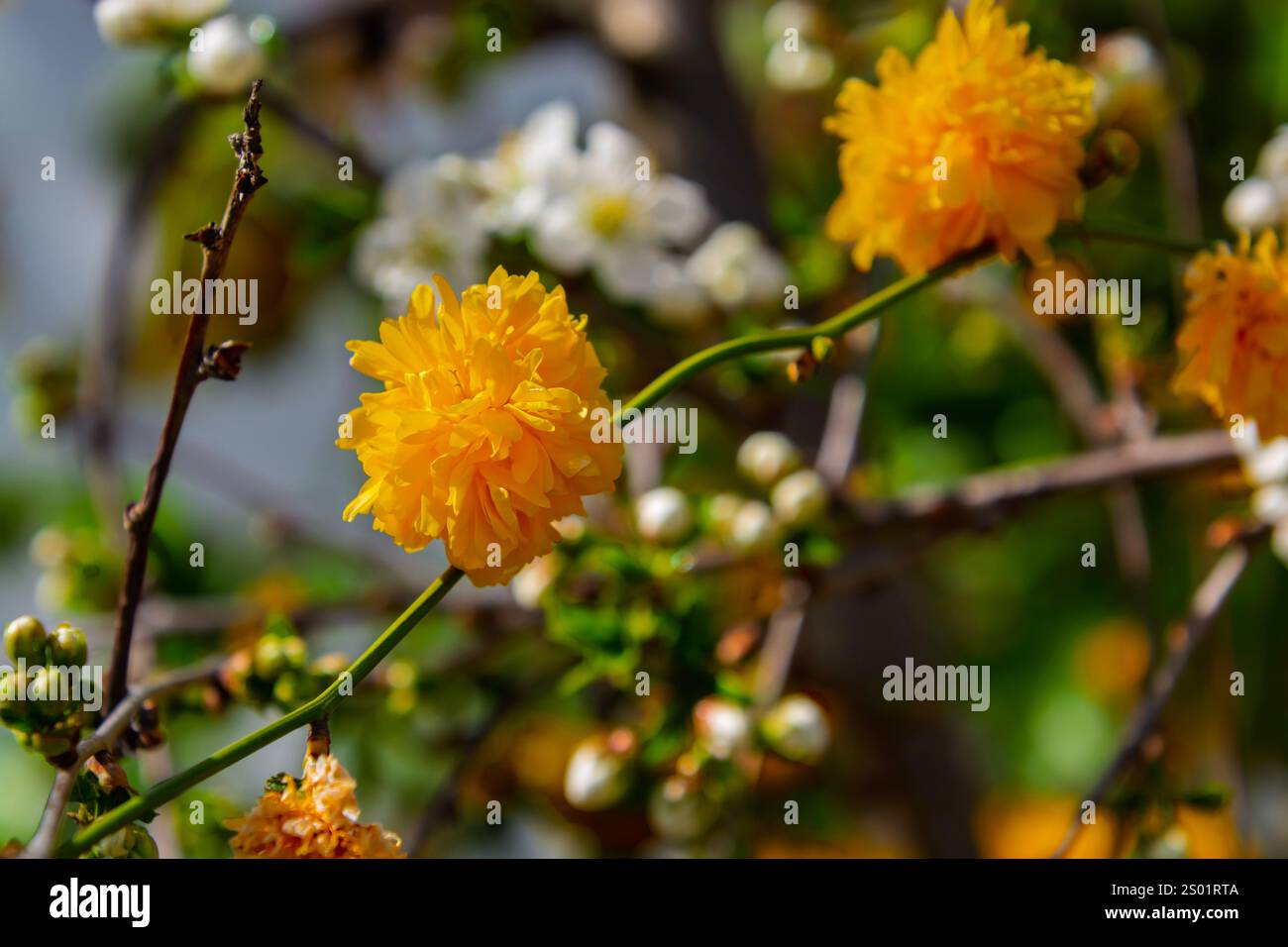 Japanese kerria flower, its scientific name is Kerria japonica Stock ...