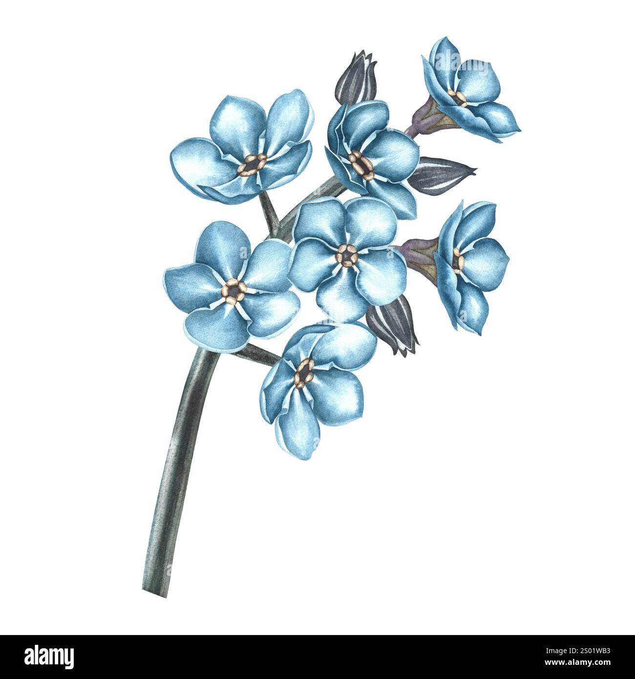 The forget-me-not flower. A hand-drawn watercolor illustration ...