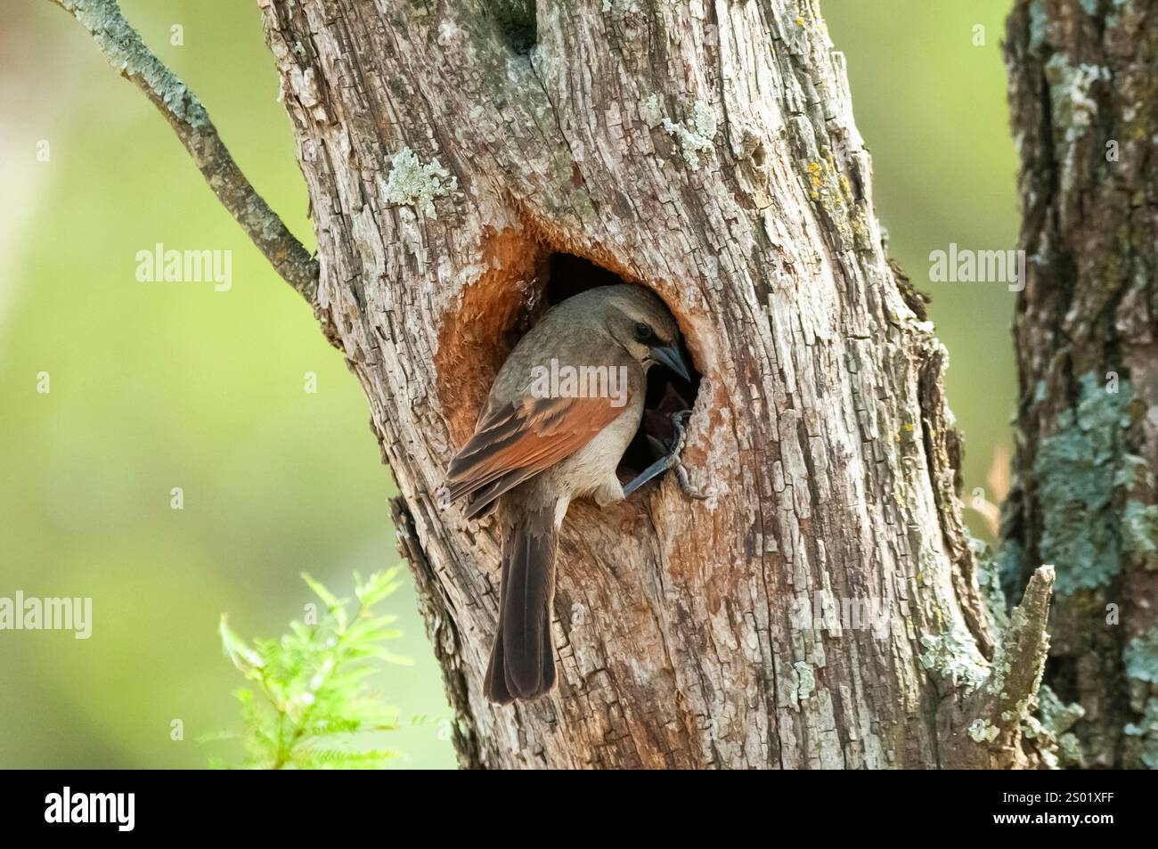 Bay winged Cowbird nesting, in Calden forest environment, La Pampa ...