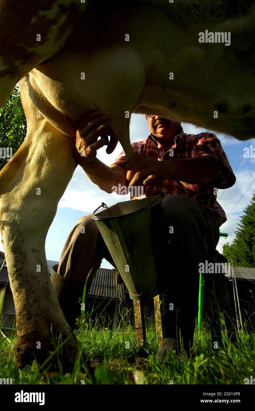 Farmer on his way to the cowshed with a portable milking machine, dairy ...