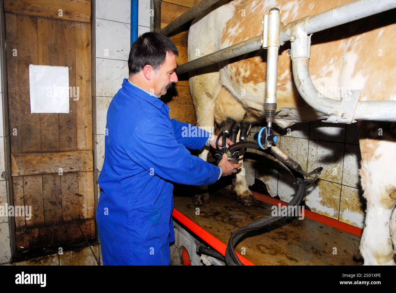 a milking parlor for a cow on a dairy farm milking parlor on a dairy ...