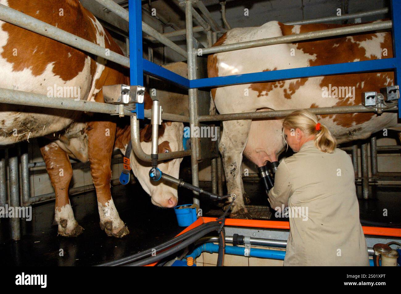 a milking parlor for a cow on a dairy farm milking parlor on a dairy ...