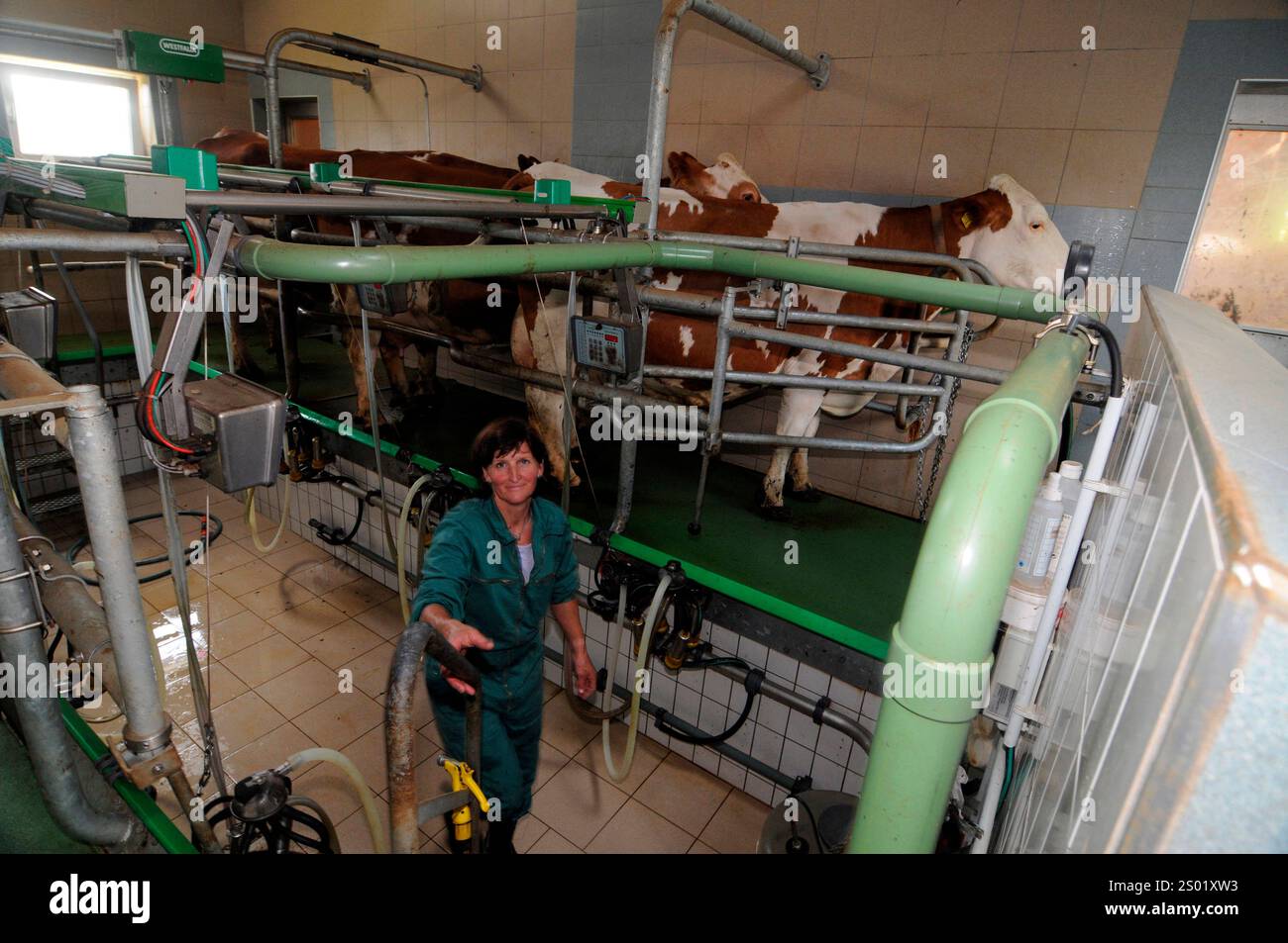 a milking parlor for a cow on a dairy farm milking parlor on a dairy ...
