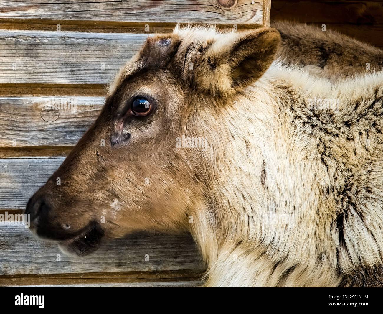 Young reindeer, its scientific name is Rangifer tarandus Stock Photo ...