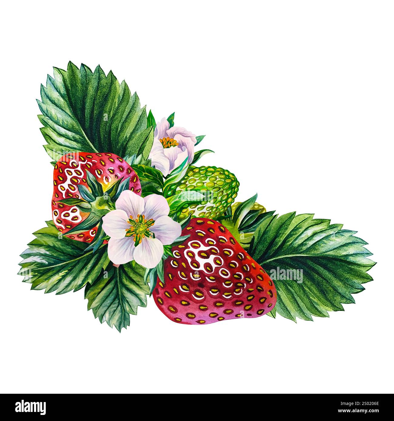Strawberry. Strawberries with leaves, ripe and unripe. Handmade ...