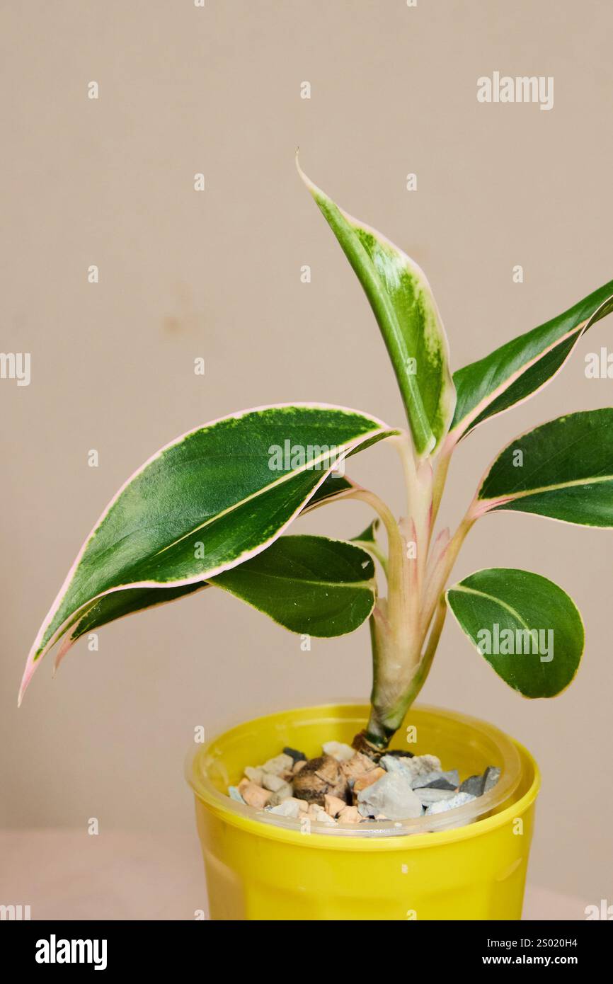 A Beautiful Potted Plant Featuring Stunning Variegated Leaves Placed in ...