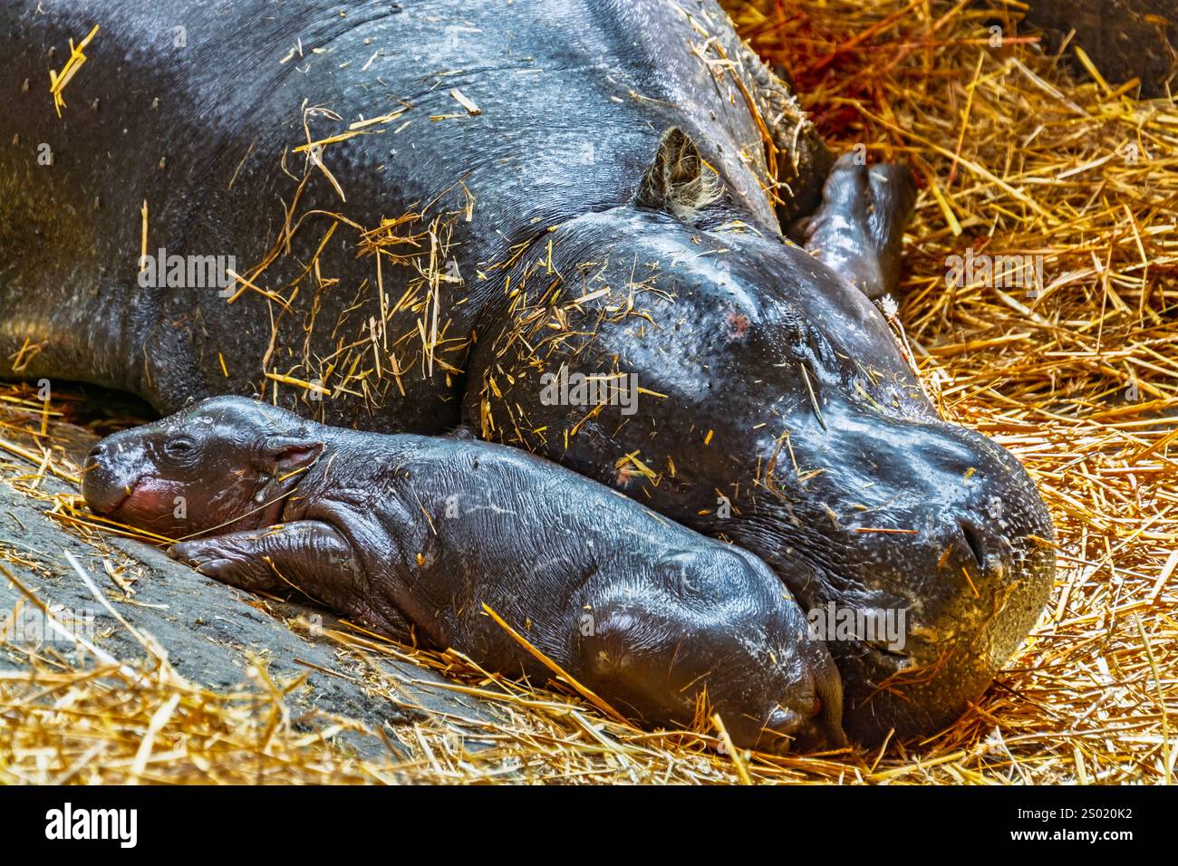 Newborn pygmy hippoptamus baby, its scientific name is Choeropsis ...