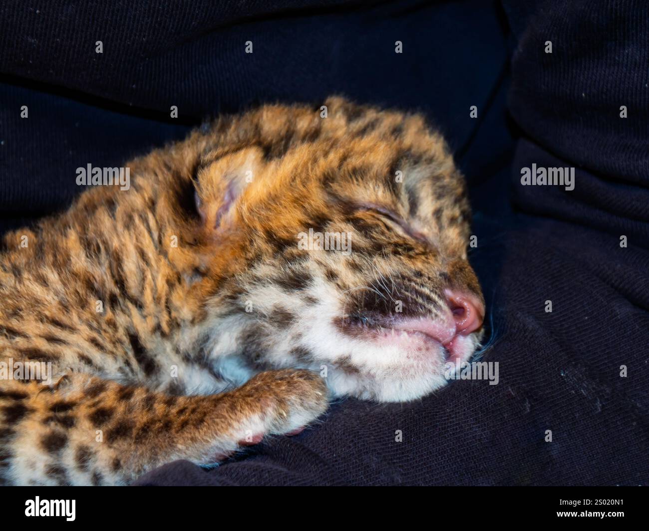 North Chinese panther baby, its scientific name is Panthera pardus ...