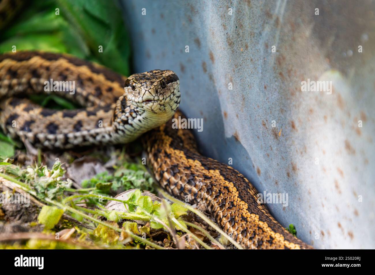 Hungarian meadow viper, its scientific name is Vipera ursinii ...