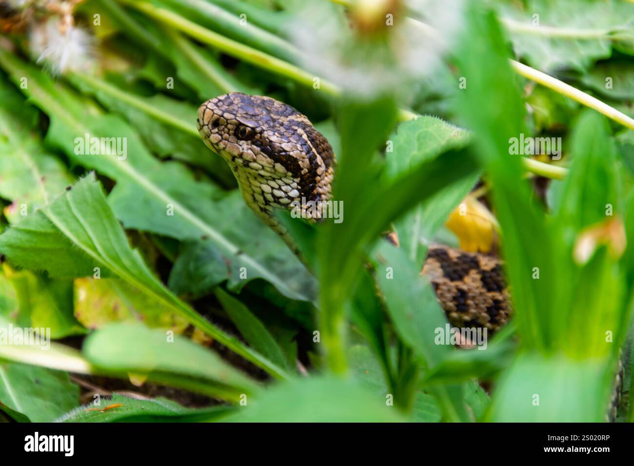 Hungarian meadow viper, its scientific name is Vipera ursinii ...