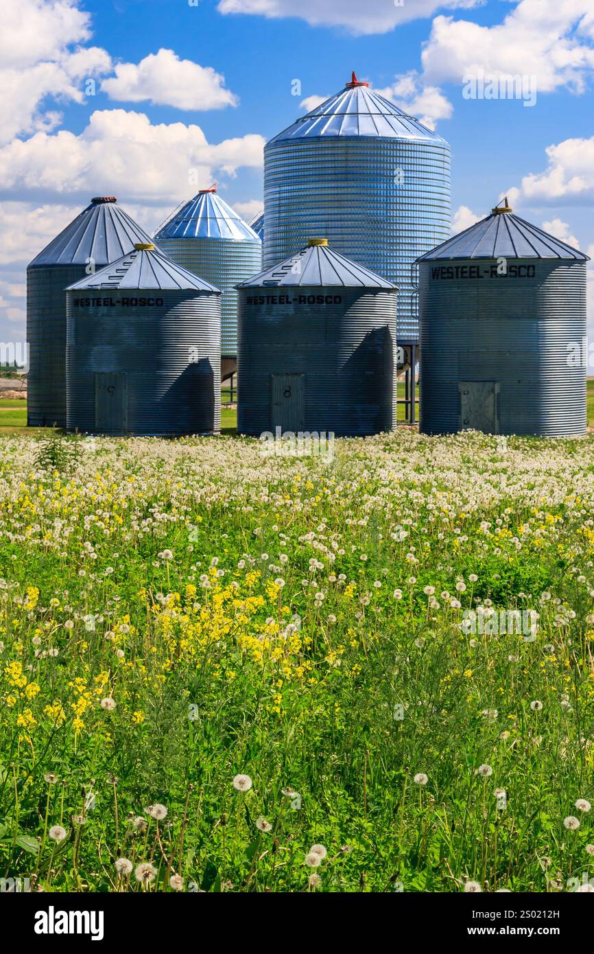A field of yellow flowers is next to a row of silos. The silos are all ...