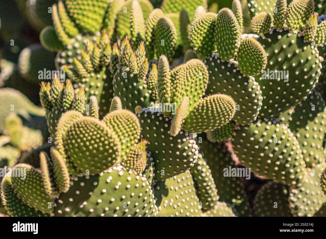 A group of cactus plants with white spots and green leaves. The cactus ...