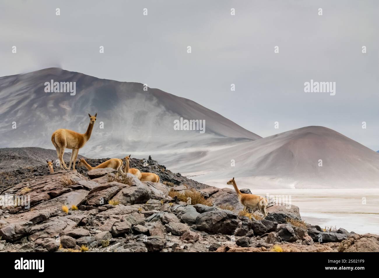 Vicuna wild animal in Chile Atacama desert high altitude altiplano and ...
