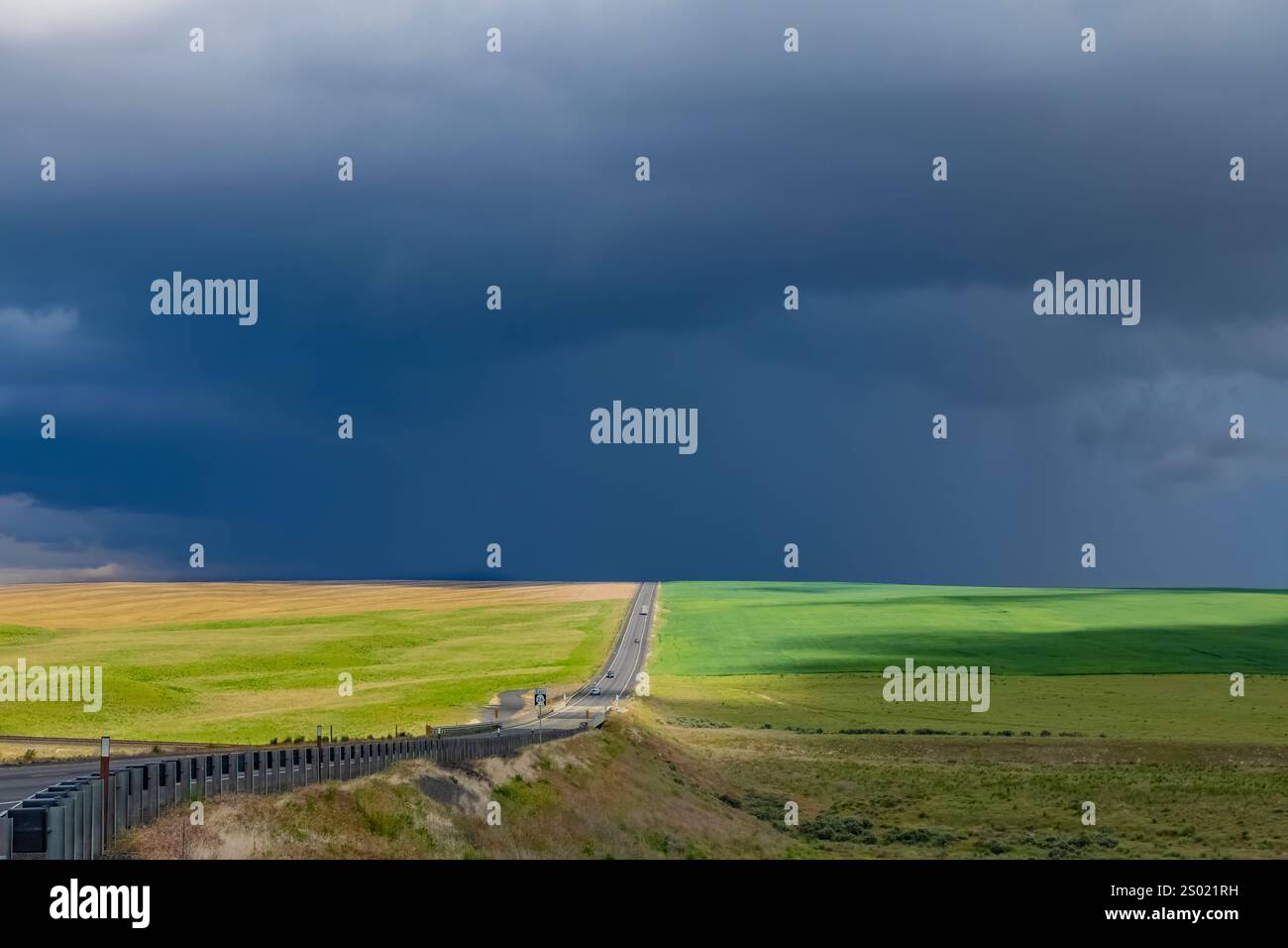 Spring wheat fields with storm light in the Palouse region, Washington ...