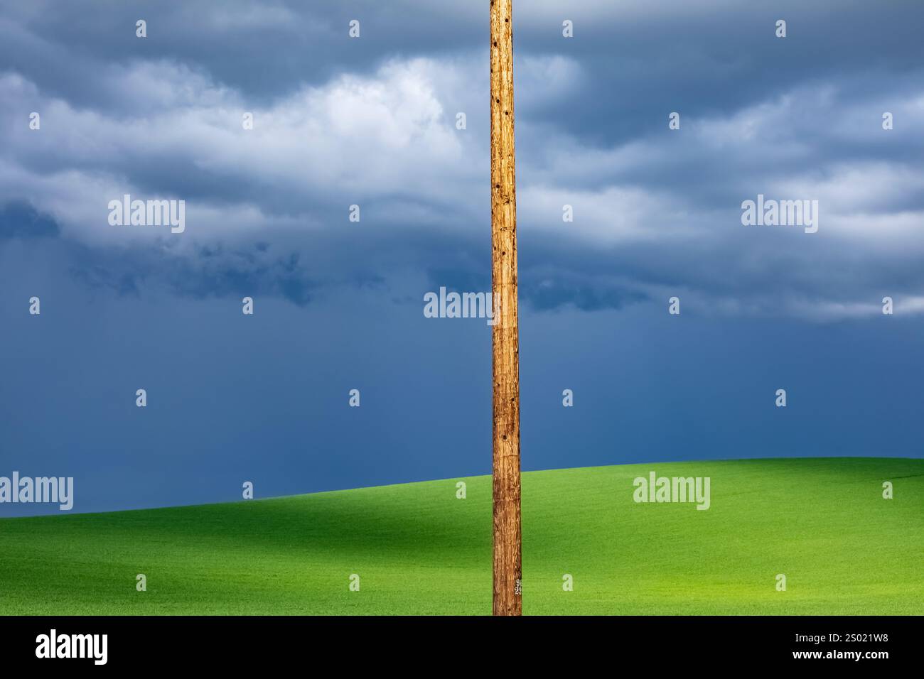 Utility pole with spring wheat fields with storm light in the Palouse ...