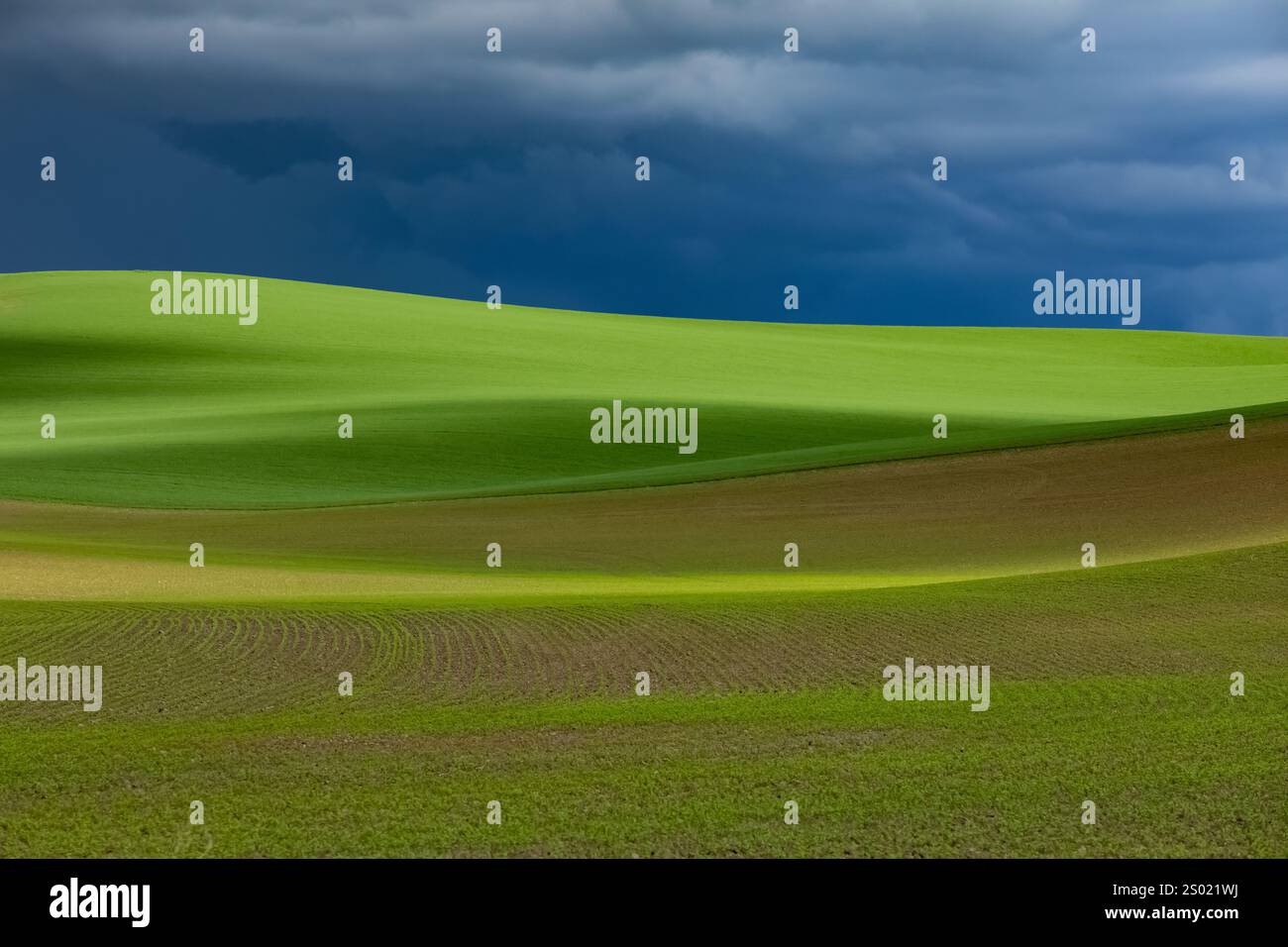 Spring wheat fields with storm light in the Palouse region, Washington ...