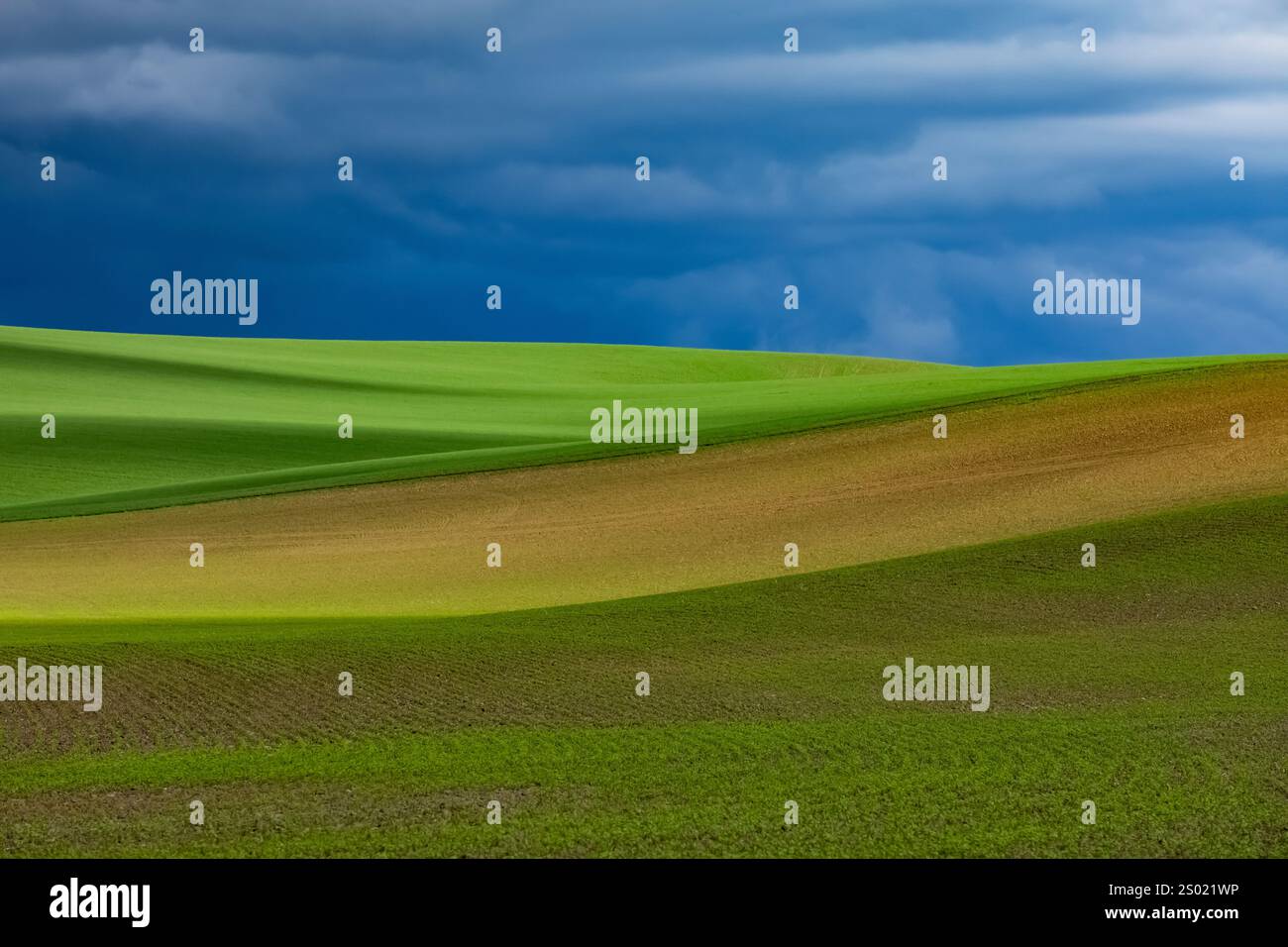 Spring wheat fields with storm light in the Palouse region, Washington ...
