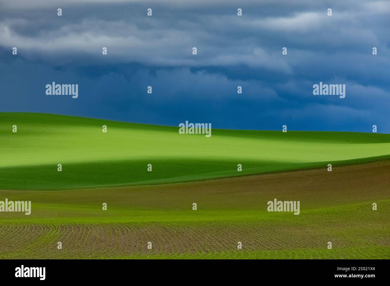 Spring wheat fields with storm light in the Palouse region, Washington ...