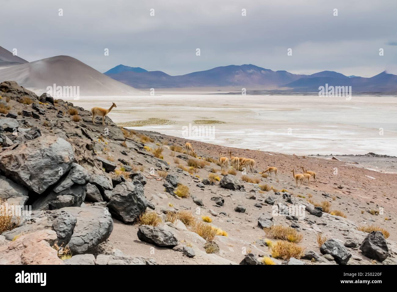 Vicuna wild animal in Chile Atacama desert high altitude altiplano and ...