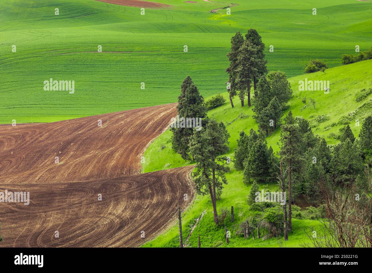 View of Ponderosa Pines and Palouse wheat fields from Kamiak Butte ...