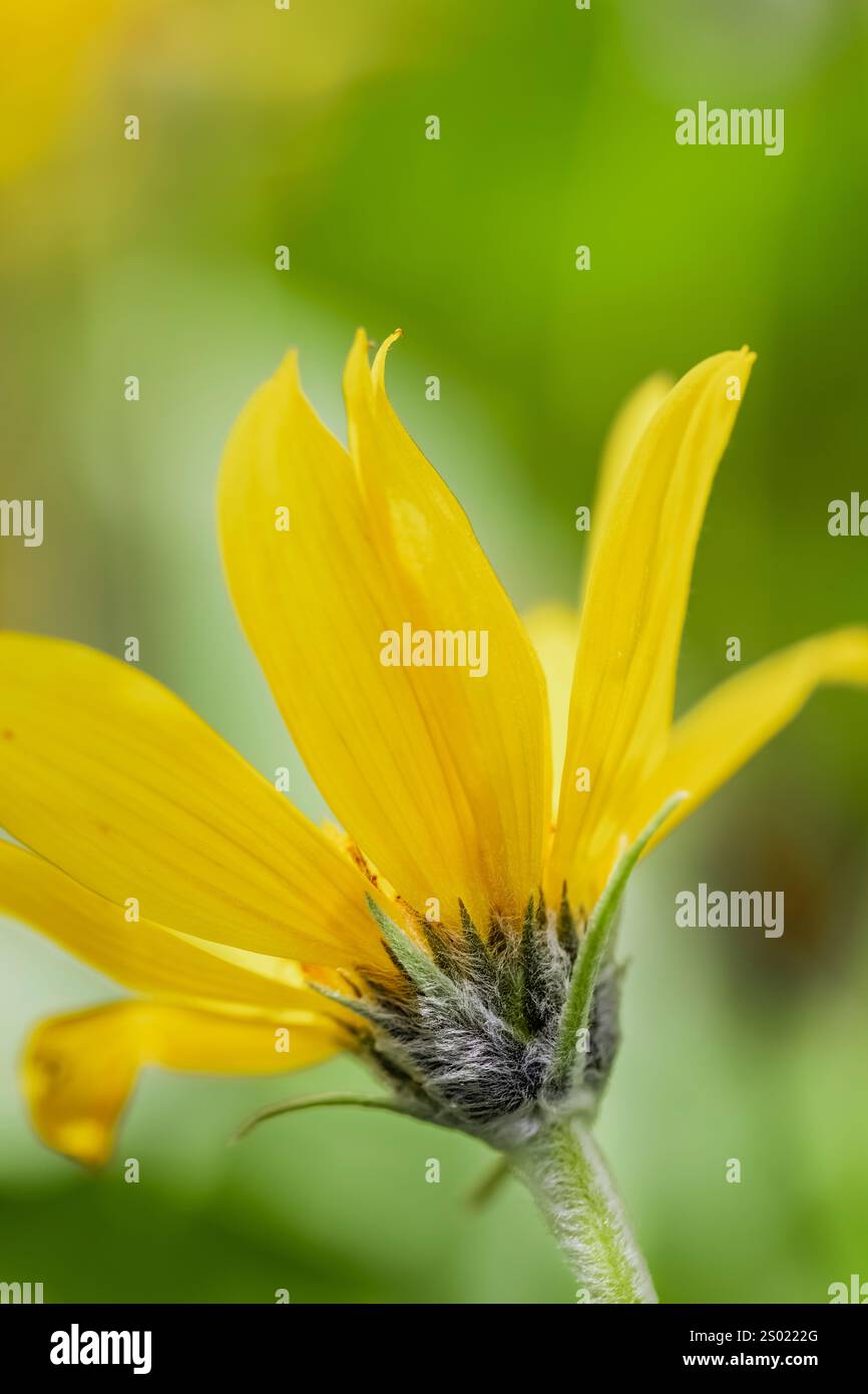 Arrowleaf Balsamroot, Balsamorhiza sagittata, Kamiak Butte County Park ...