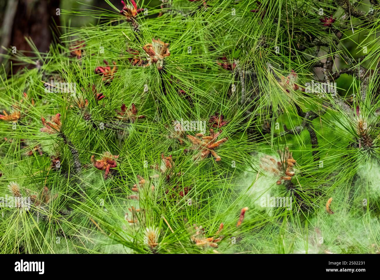 Pollen released from Ponderosa Pine, Pinus ponderosa, Kamiak Butte ...
