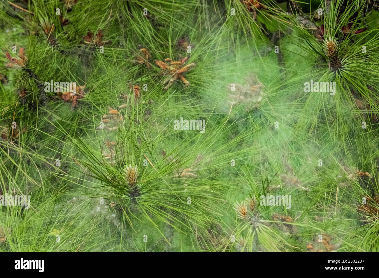 Pollen released from Ponderosa Pine, Pinus ponderosa, Kamiak Butte ...