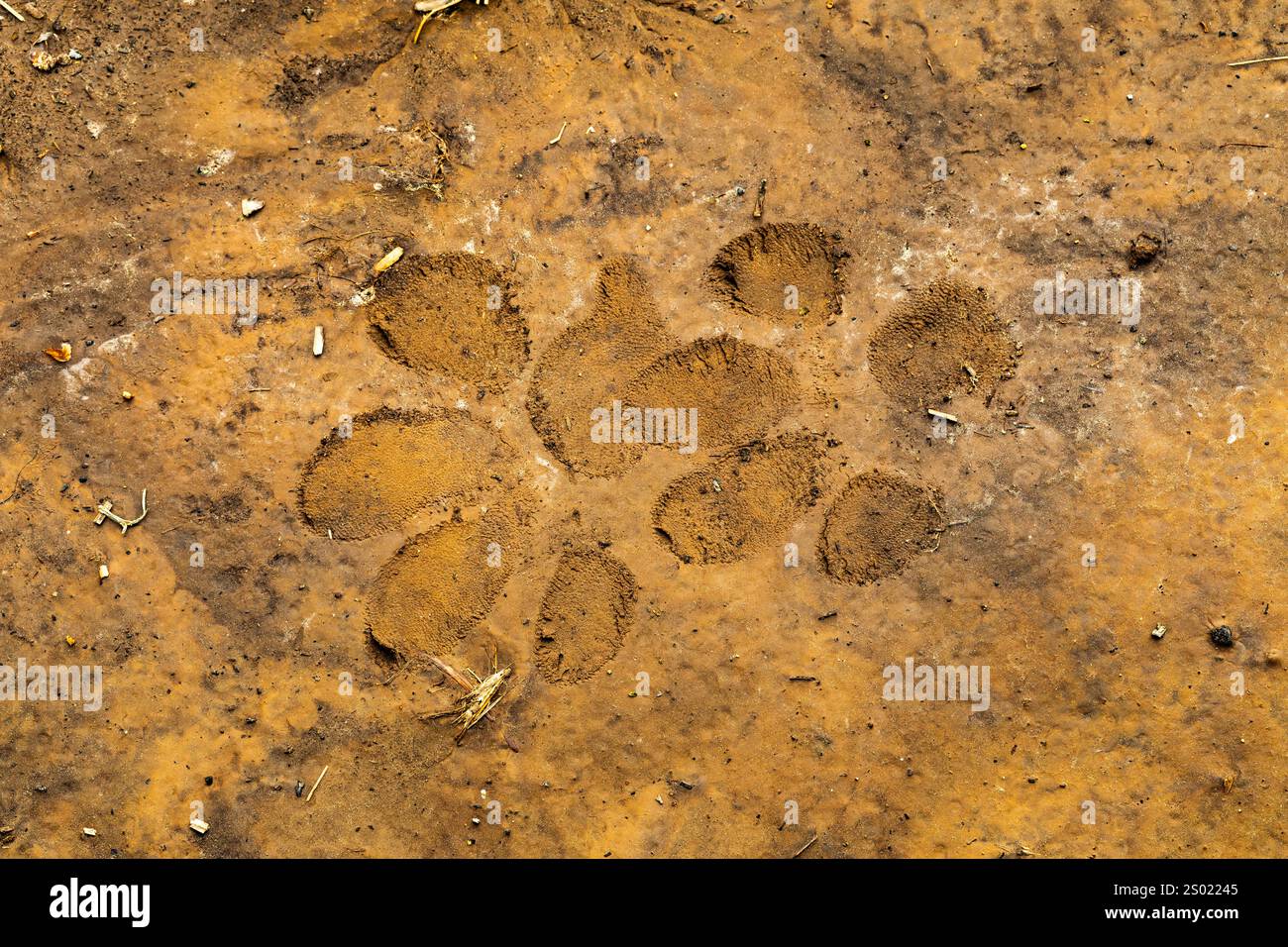Cougar, Puma concolor, fresh tracks in mud showing texture of pads ...