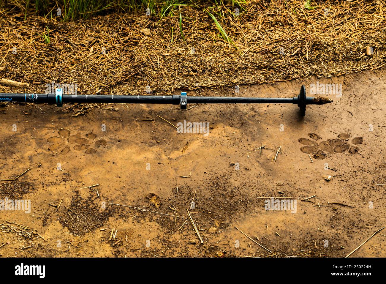 Cougar, Puma concolor, fresh tracks in mud showing texture of pads ...
