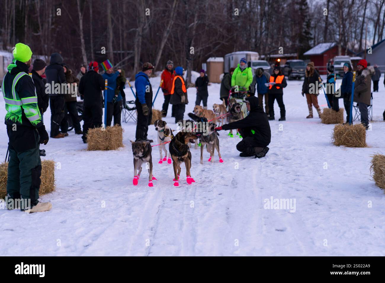 Alaska s Sled Dog Race Keeps Traditions Alive Wasilla, Alaska - December 21, 2024: A 100-mile ...