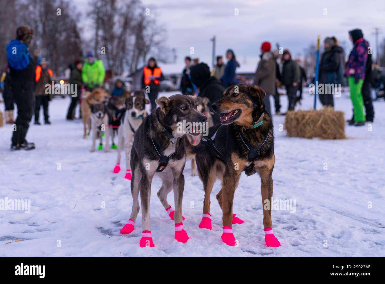 Alaska s Sled Dog Race Keeps Traditions Alive Wasilla, Alaska - December 21, 2024: A 100-mile ...