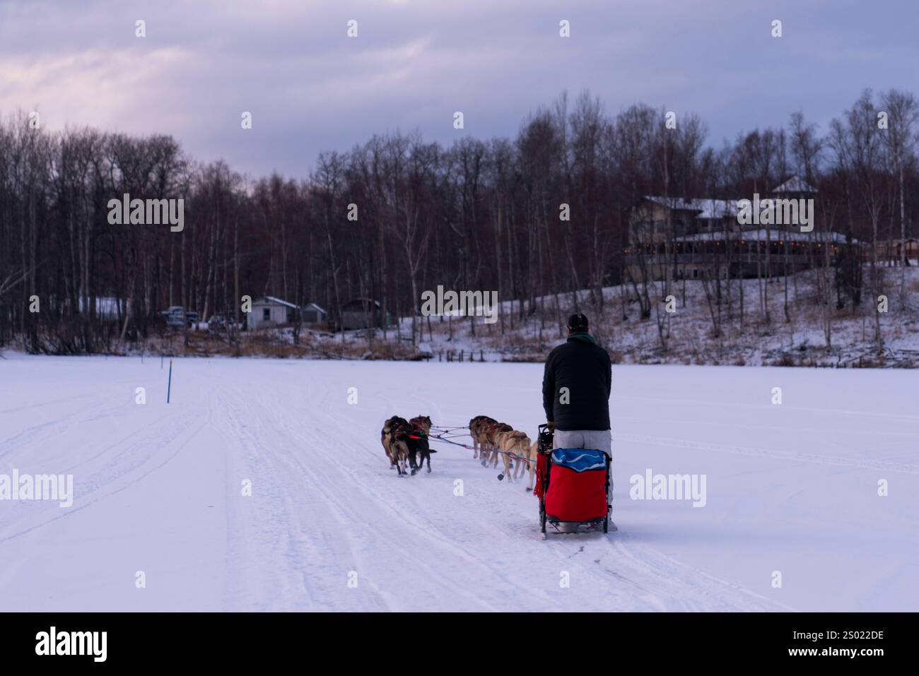Alaska s Sled Dog Race Keeps Traditions Alive Wasilla, Alaska - December 21, 2024: A 100-mile ...