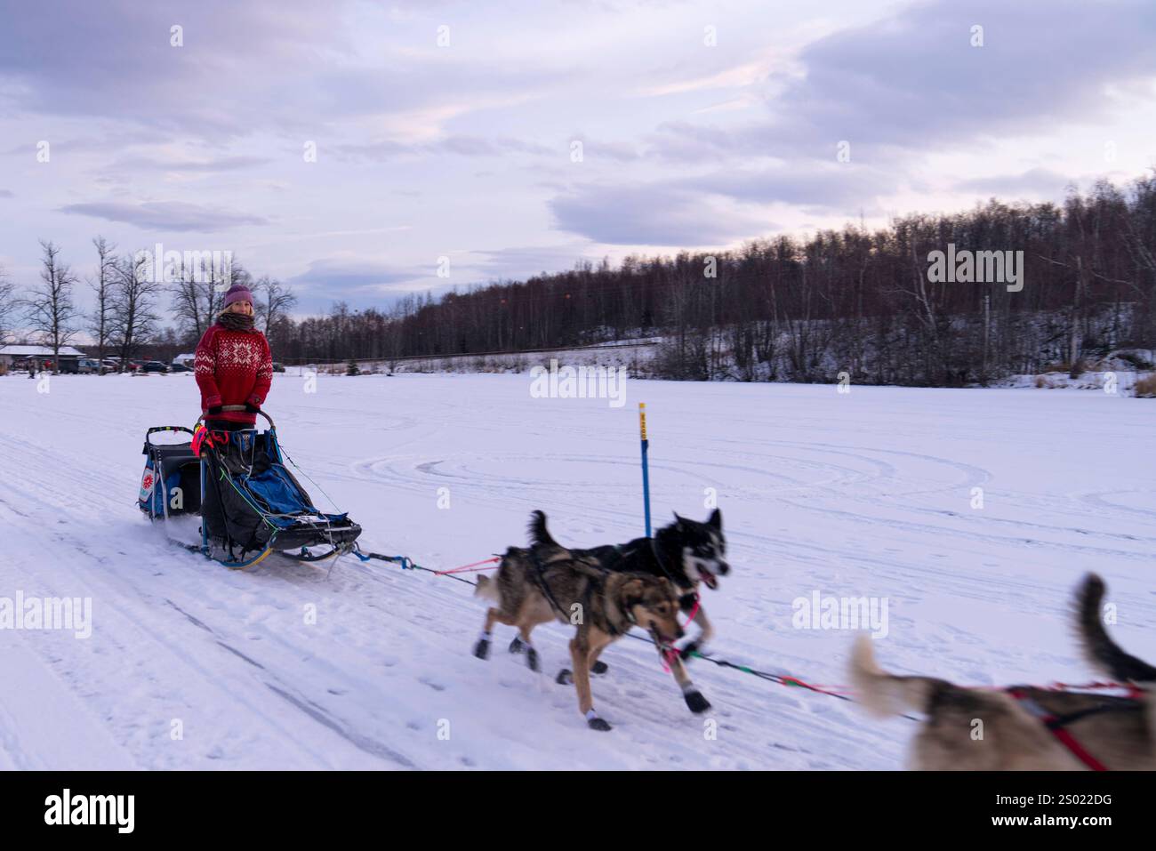Alaska s Sled Dog Race Keeps Traditions Alive Wasilla, Alaska ...