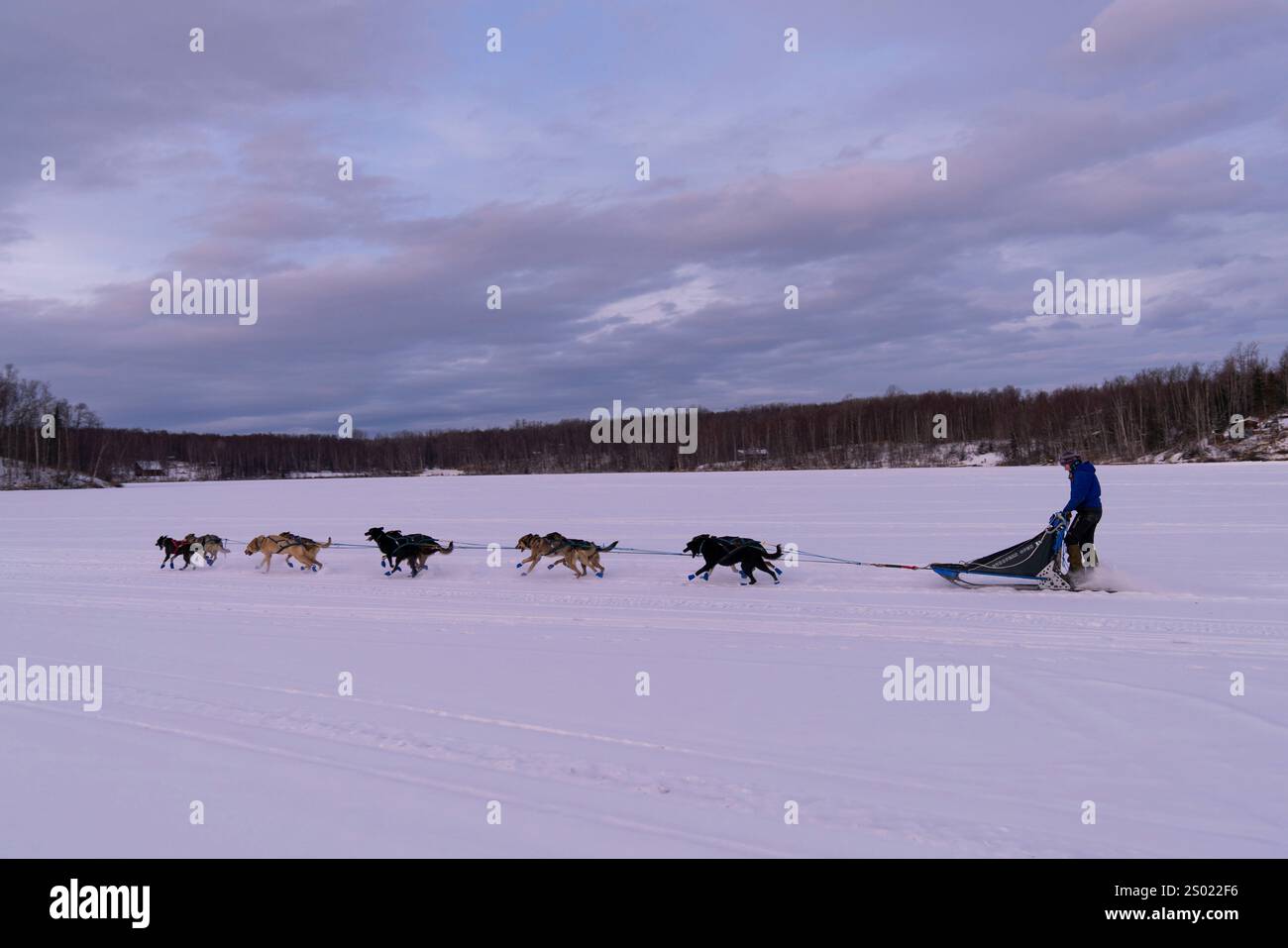 Alaska s Sled Dog Race Keeps Traditions Alive Wasilla, Alaska ...