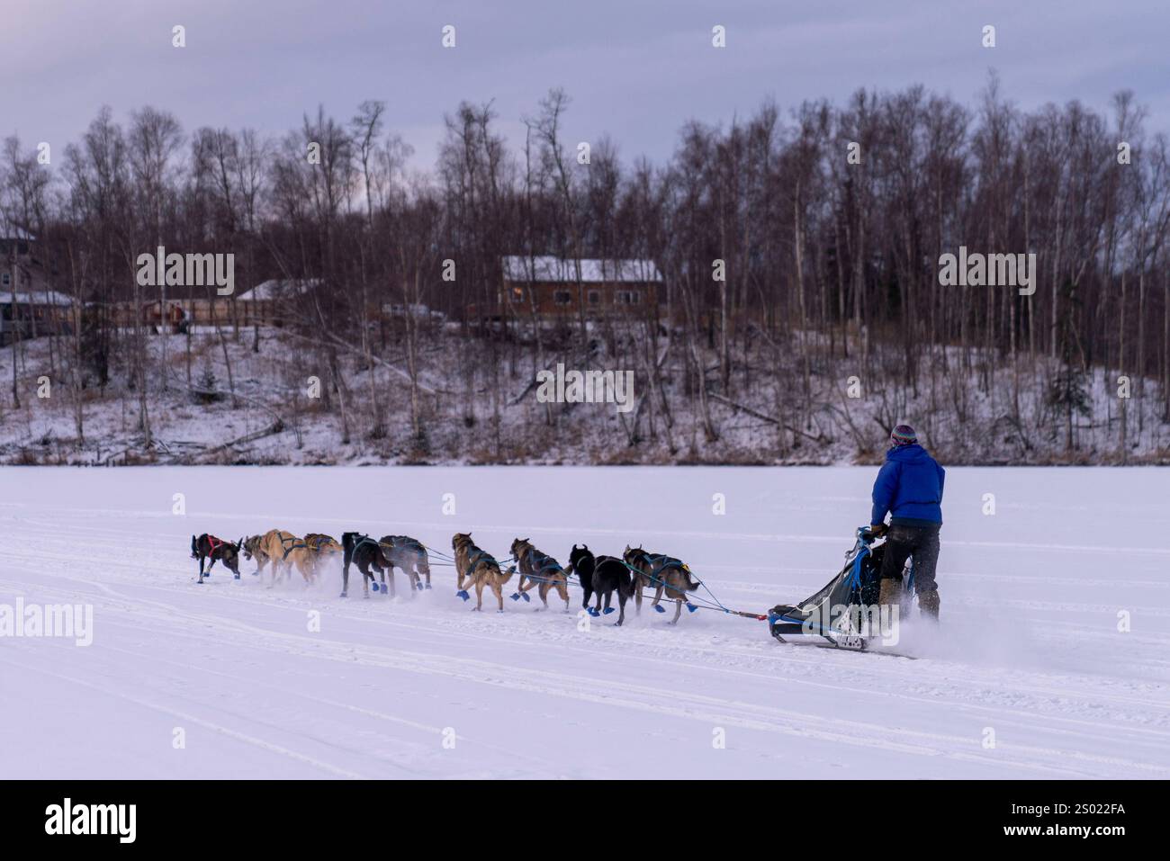 Alaska s Sled Dog Race Keeps Traditions Alive Wasilla, Alaska - December 21, 2024: A 100-mile ...