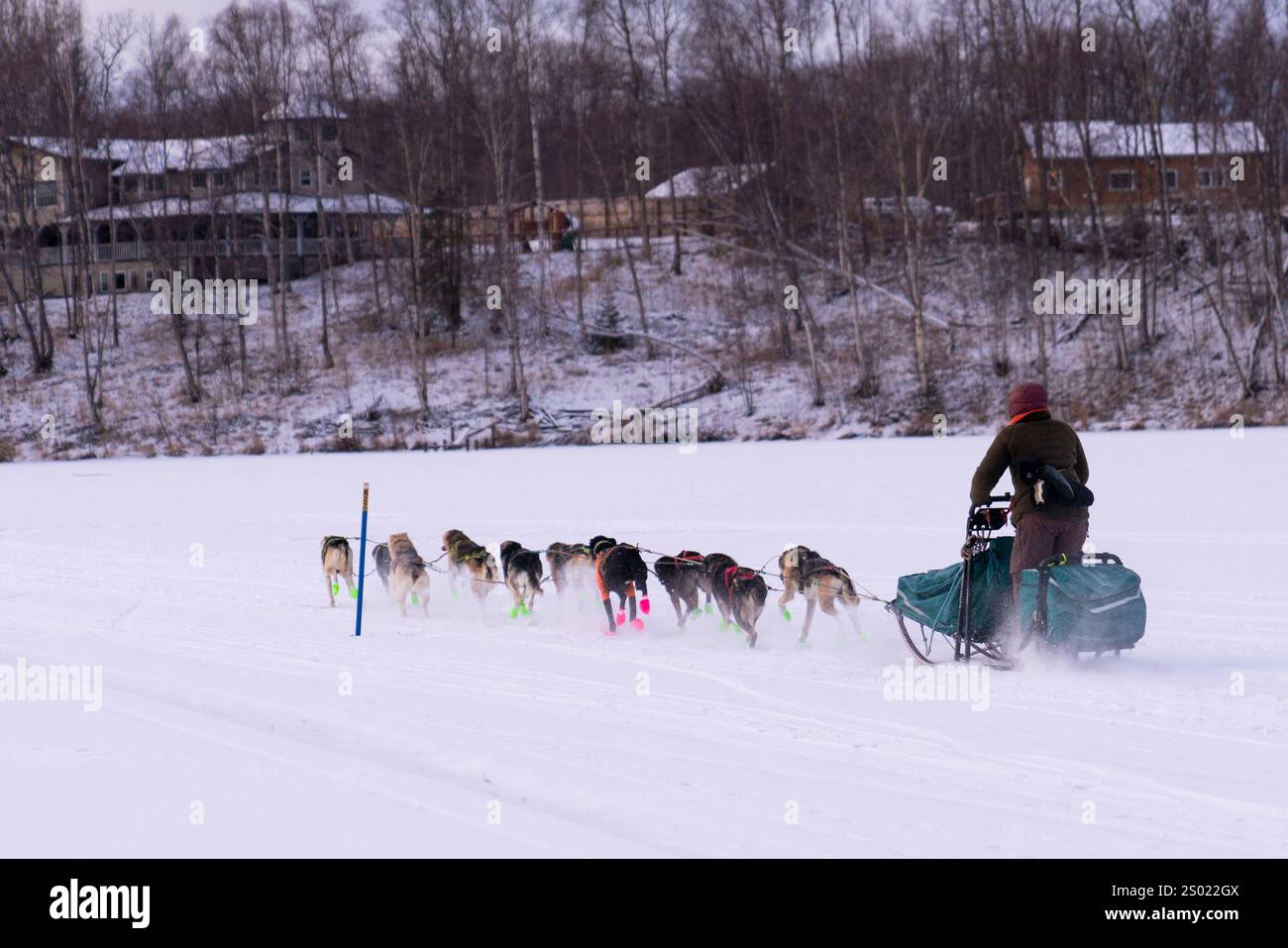 Alaska s Sled Dog Race Keeps Traditions Alive Wasilla, Alaska - December 21, 2024: A 100-mile ...