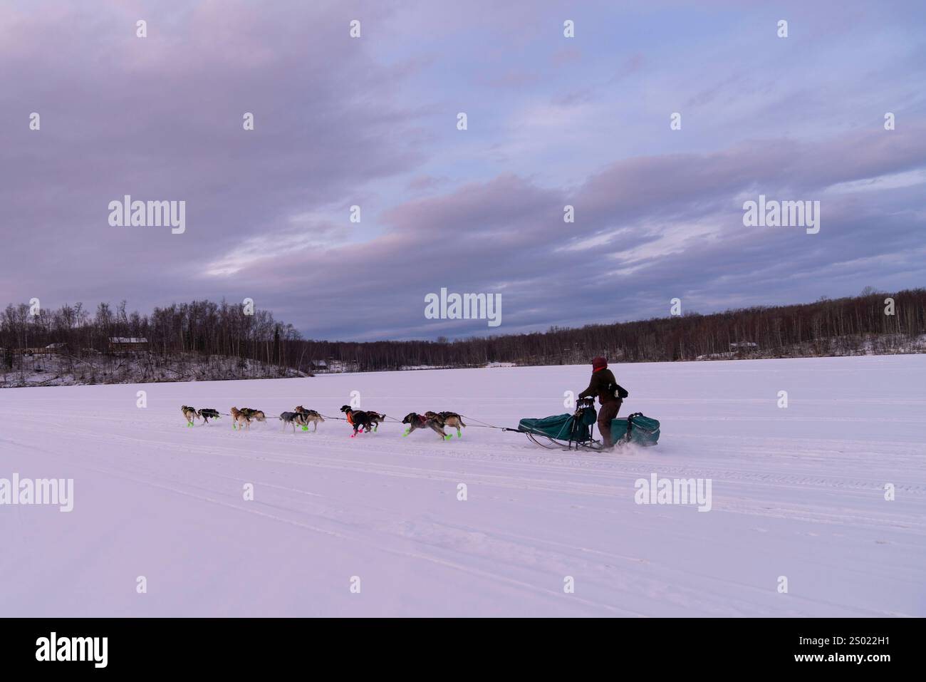 Alaska s Sled Dog Race Keeps Traditions Alive Wasilla, Alaska - December 21, 2024: A 100-mile ...