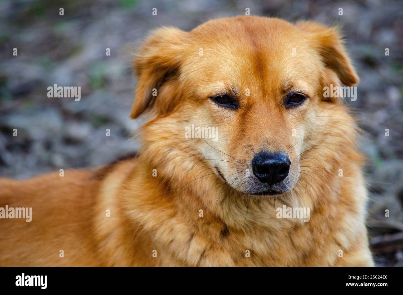 A Calm and Watchful Golden Dog Relaxing in Nature Stock Photo - Alamy