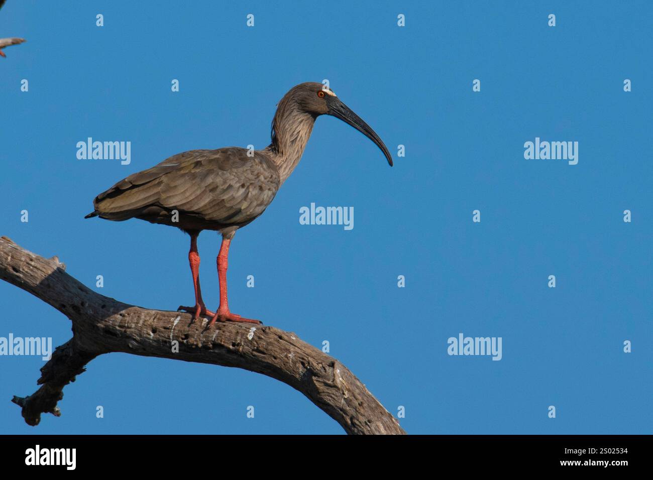 Plumbeous ibis,Theristicus caerulescens, Pantanal, Mato Grosso, Brazil ...