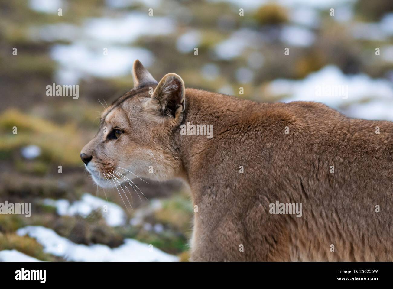 Puma walking in mountain environment, Torres del Paine National Park ...