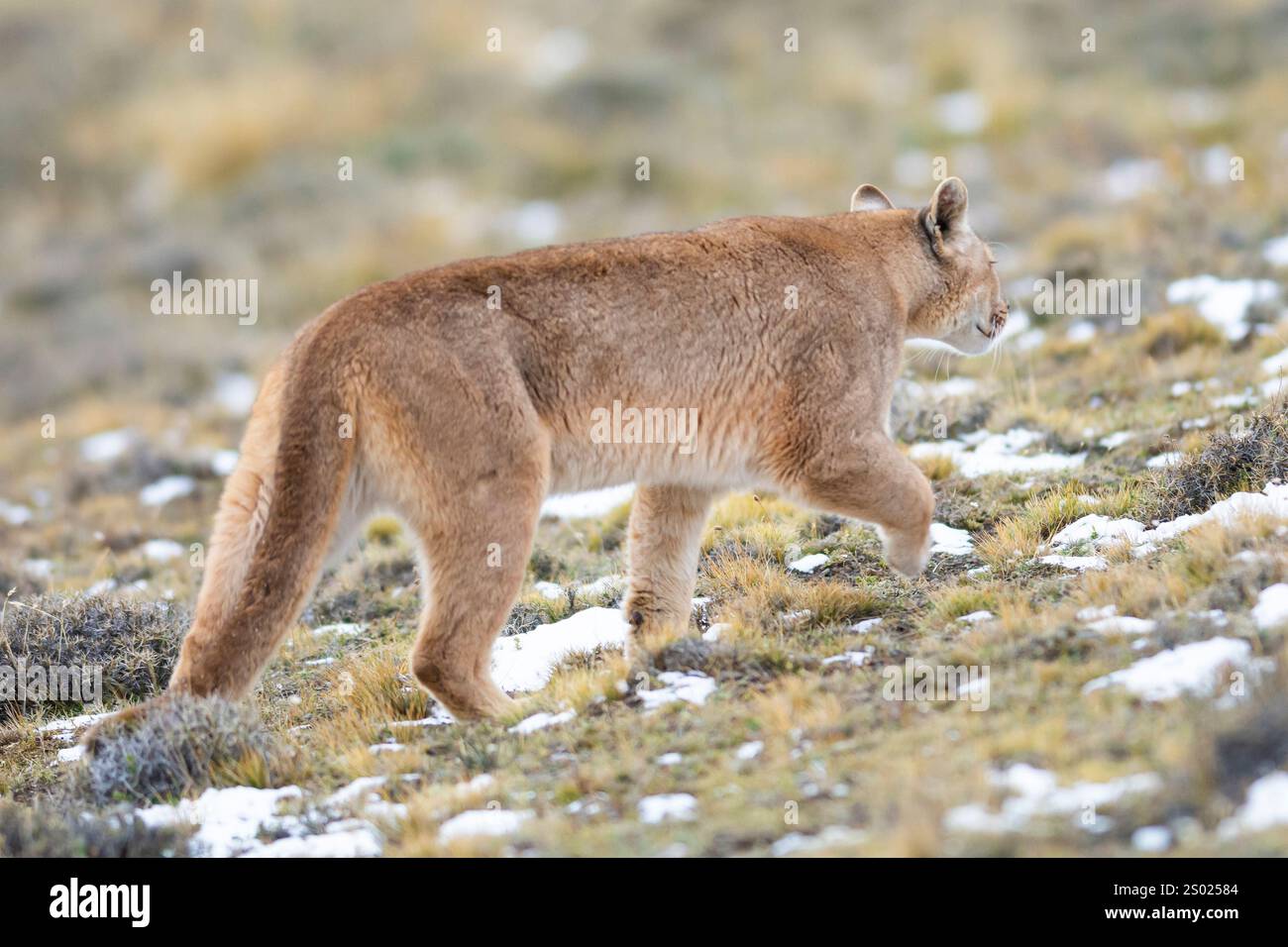 Puma walking in mountain environment, Torres del Paine National Park ...