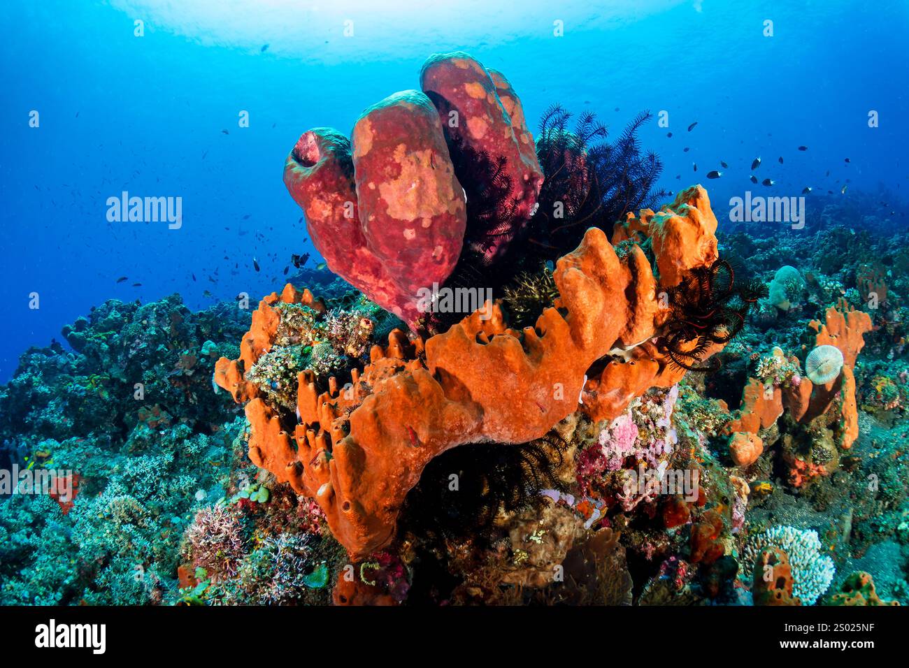 Sponges and tropical fish on a shallow water coral reef in Asia Stock ...