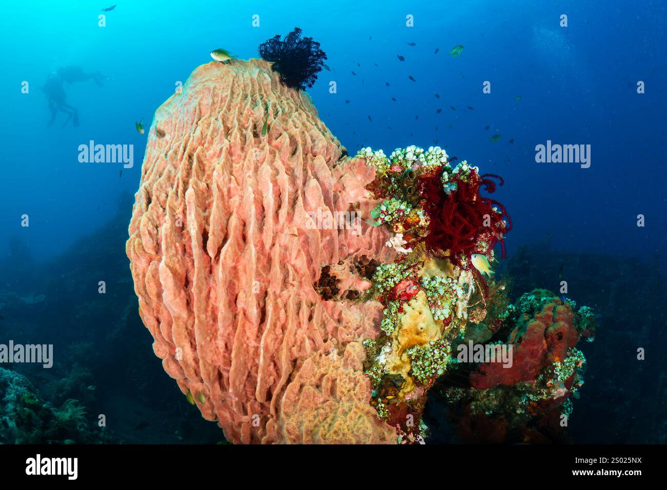 Giant Barrel Sponge (Xestospongia sp.) on a warm, tropical coral reef ...