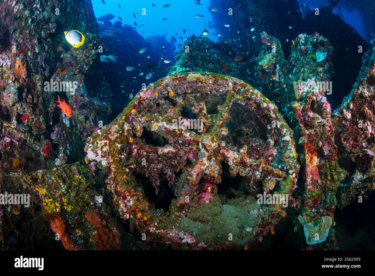 Tropical fish and coral on an old, second world war shipwreck Stock ...