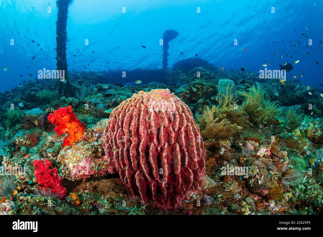 Sponges and soft corals around an old, sunken shipwreck in a tropical ...
