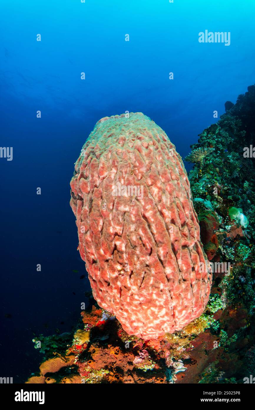Huge Barrel Sponges (Xestospongia sp.) on a warm, tropical coral reef ...