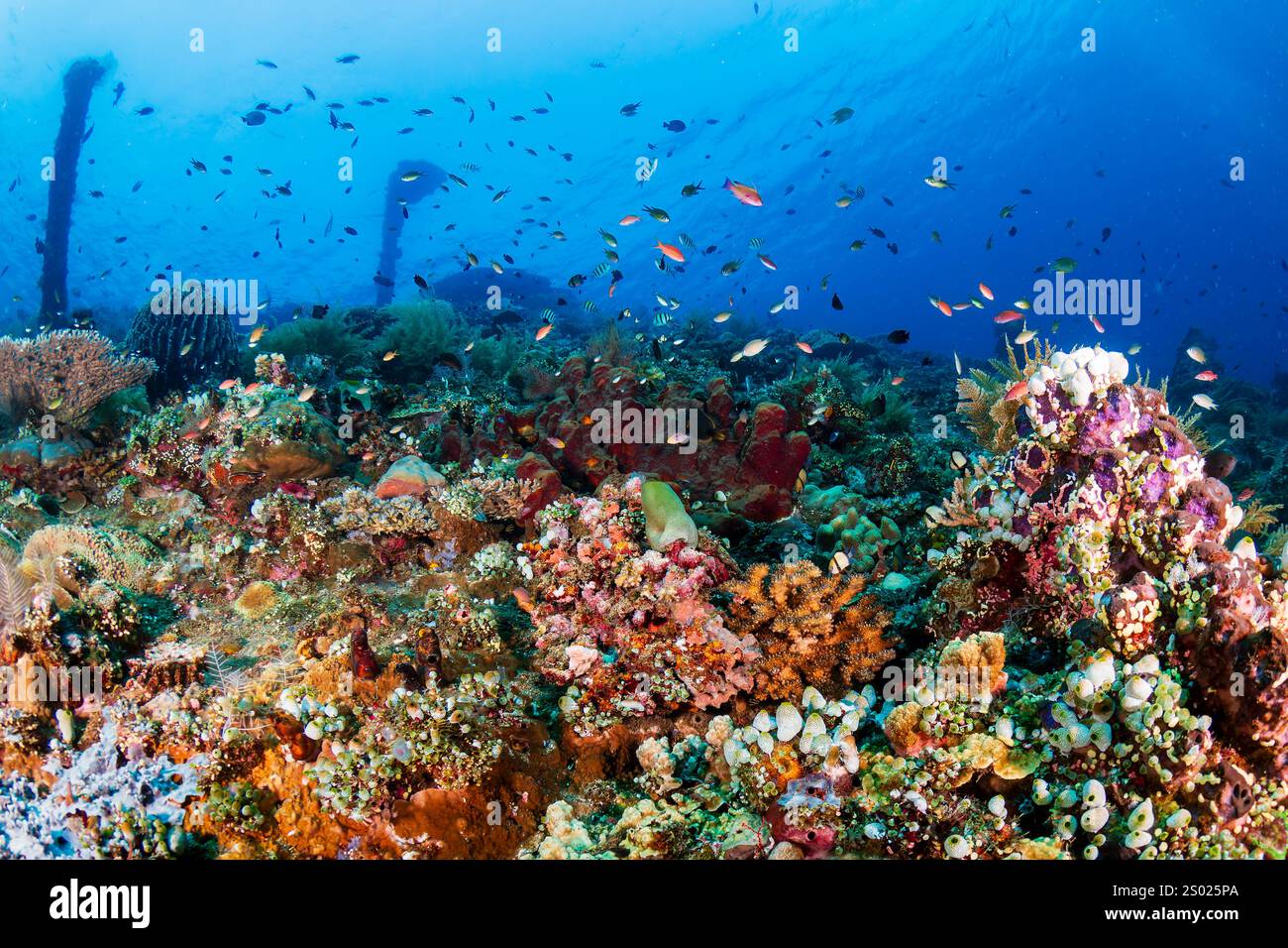 Tropical fish swimming around the underwater ww2 shipwreck USAT Liberty ...